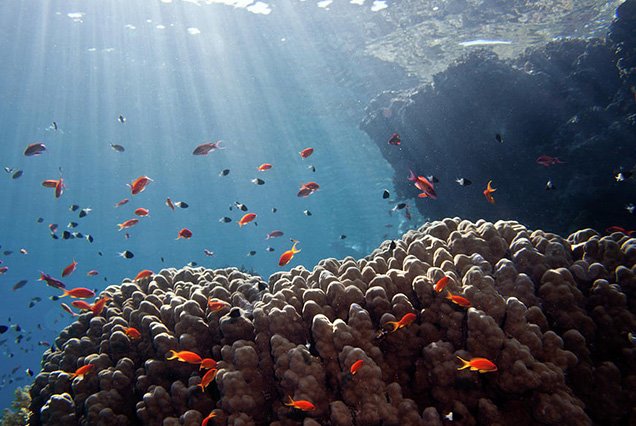 Dive Site Jackson Reef - NGO Charlie and Lola
