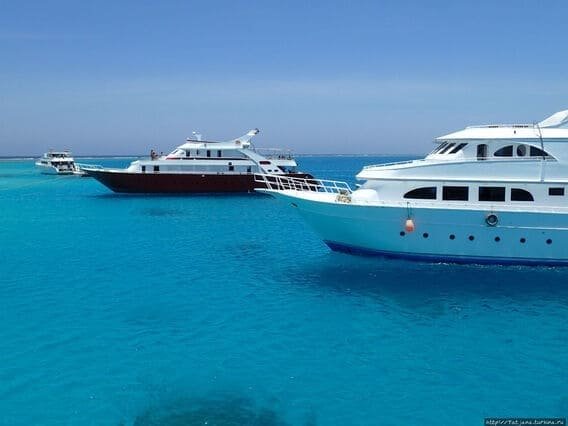 Sataya Reef Dolphin House Snorkel Trip from Marsa Alam. - NGO Charlie ...
